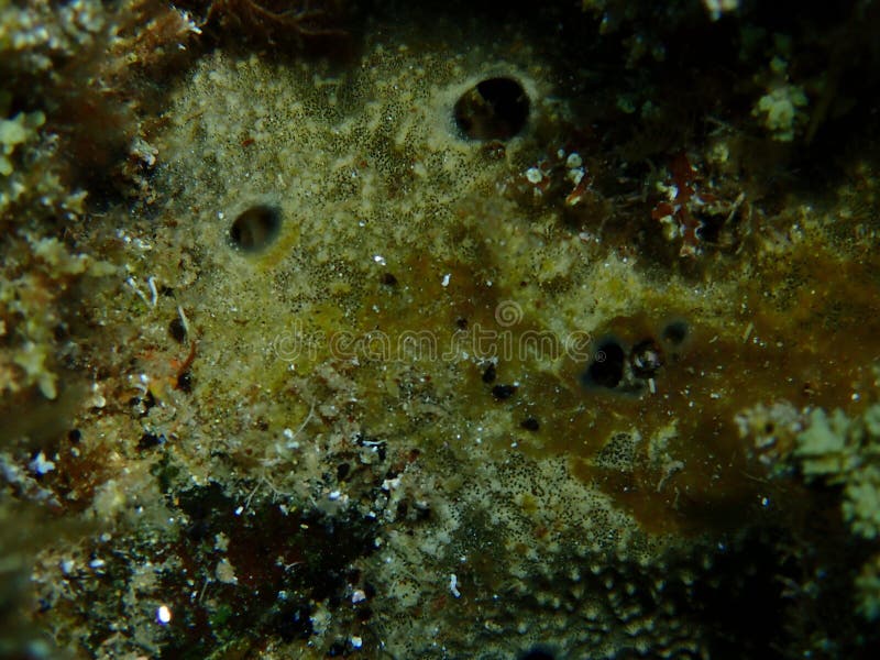 Variable Loggerhead Sponge (Ircinia Variabilis) Close-up Undersea ...