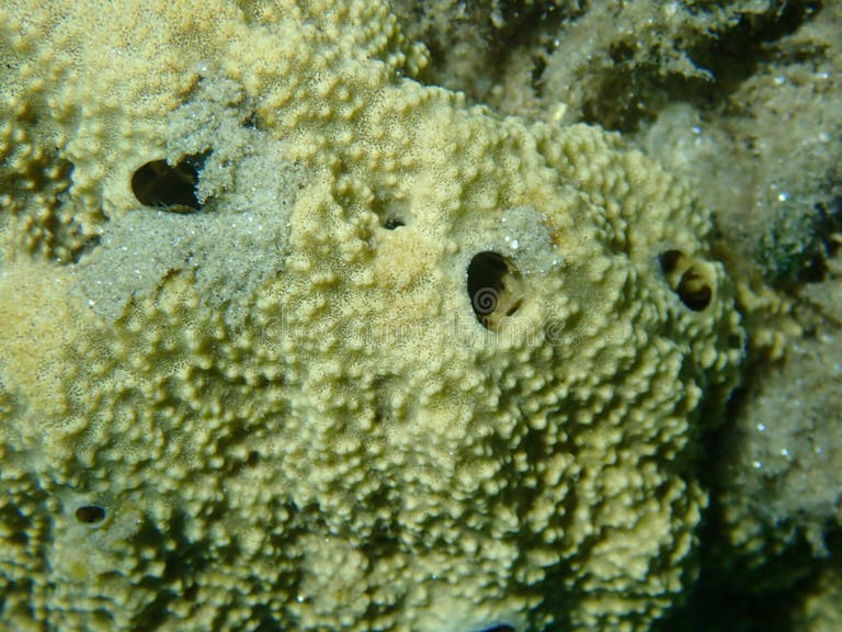 Variable Loggerhead Sponge (Ircinia Variabilis) Close-up Undersea ...