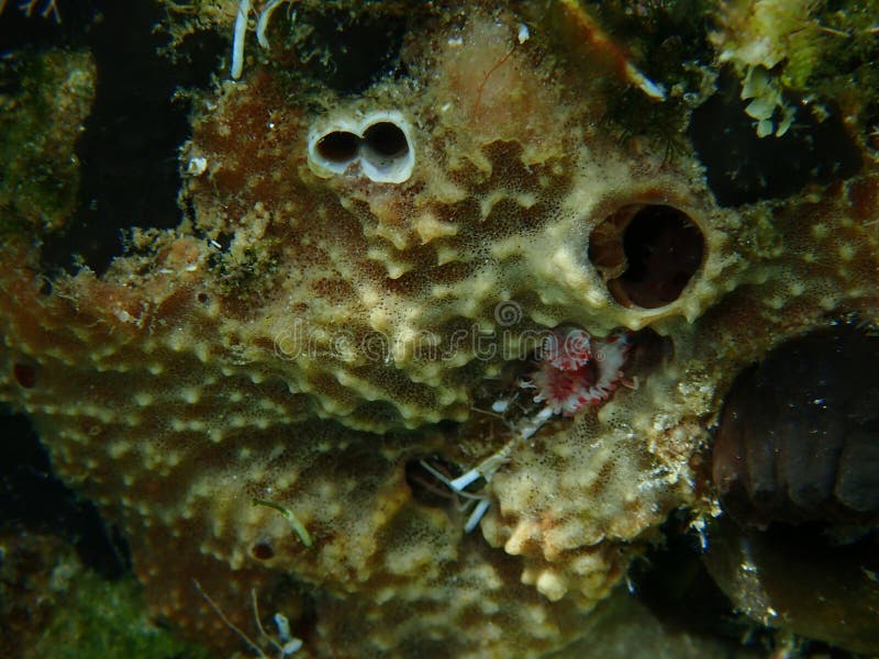 Variable Loggerhead Sponge (Ircinia Variabilis) Close-up Undersea ...