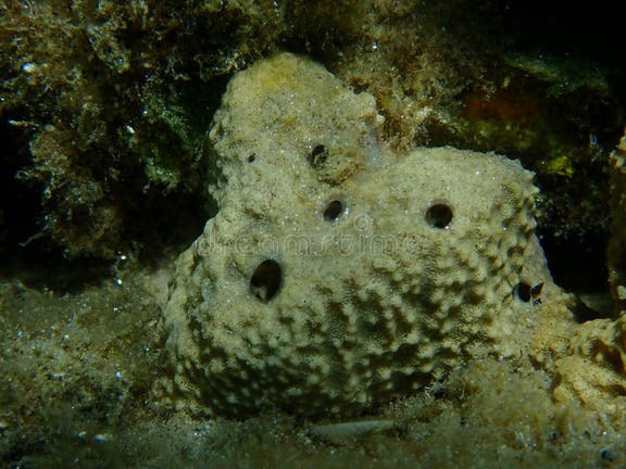 Variable Loggerhead Sponge (Ircinia Variabilis) Close-up Undersea ...