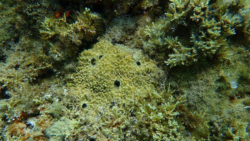 Variable Loggerhead Sponge (Ircinia Variabilis) Undersea, Aegean Sea ...