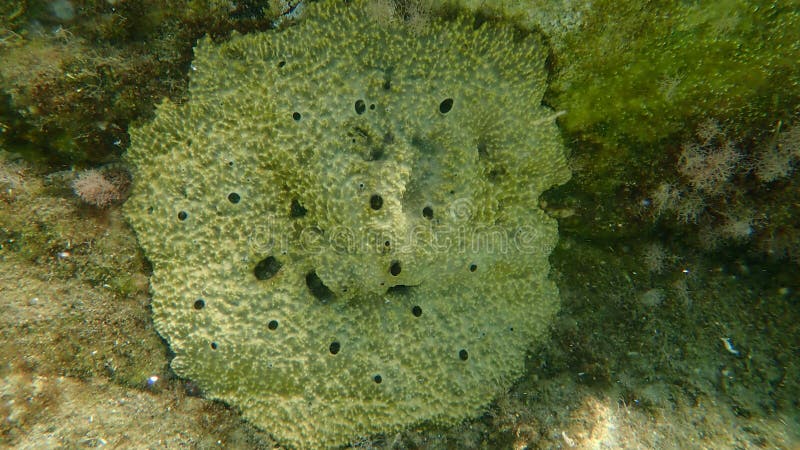 Variable Loggerhead Sponge Ircinia Variabilis Undersea, Aegean Sea ...