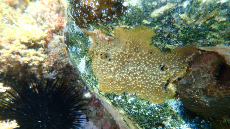 Variable Loggerhead Sponge (Ircinia Variabilis) Undersea, Aegean Sea ...