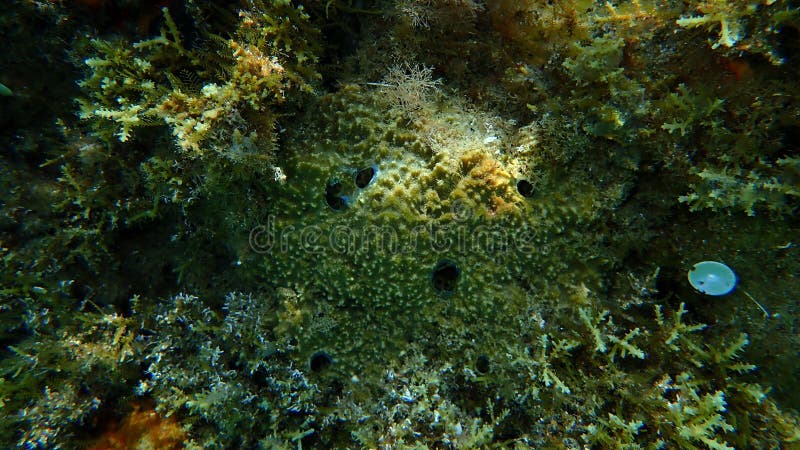 Variable Loggerhead Sponge (Ircinia Variabilis) Undersea, Aegean Sea ...