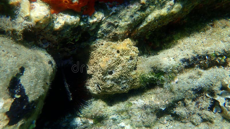 Variable Loggerhead Sponge (Ircinia Variabilis) Undersea, Aegean Sea ...