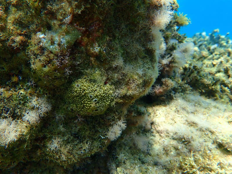 Variable Loggerhead Sponge (Ircinia Variabilis) Undersea, Aegean Sea ...