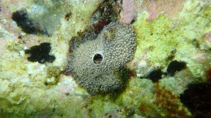 Variable Loggerhead Sponge (Ircinia Variabilis) Undersea, Aegean Sea ...