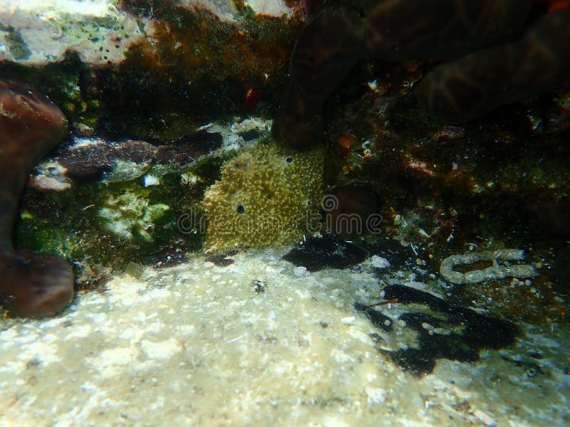 Variable Loggerhead Sponge Ircinia Variabilis Undersea, Aegean Sea ...