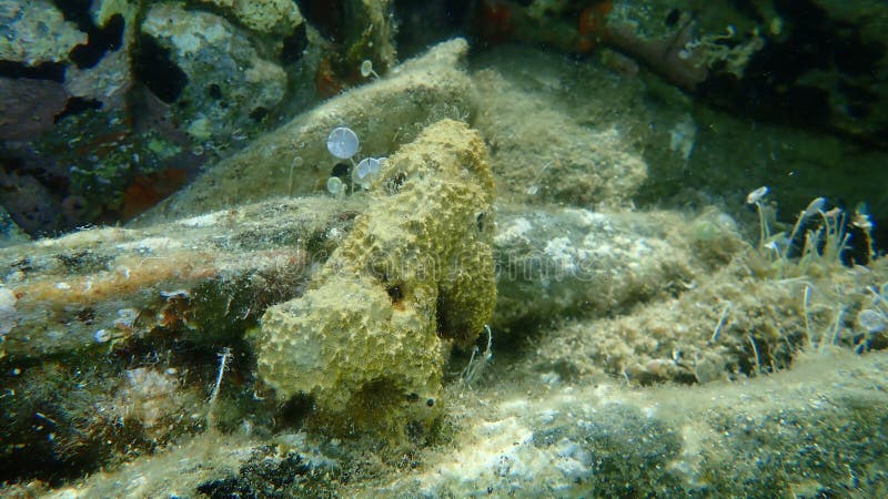 Variable Loggerhead Sponge Ircinia Variabilis Undersea, Aegean Sea ...