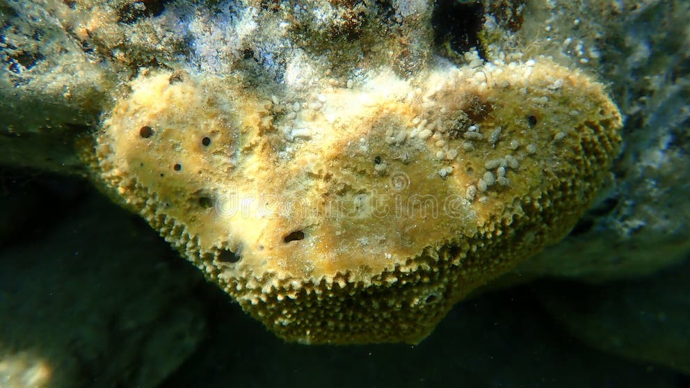 Variable Loggerhead Sponge Ircinia Variabilis Undersea, Aegean Sea ...
