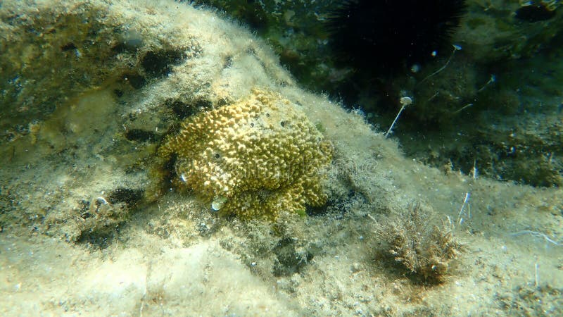 Variable Loggerhead Sponge Ircinia Variabilis Undersea, Aegean Sea ...