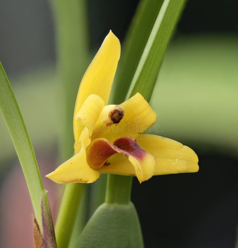 Variable Maxillaria Orchid Flower Stock Image - Image of plant ...