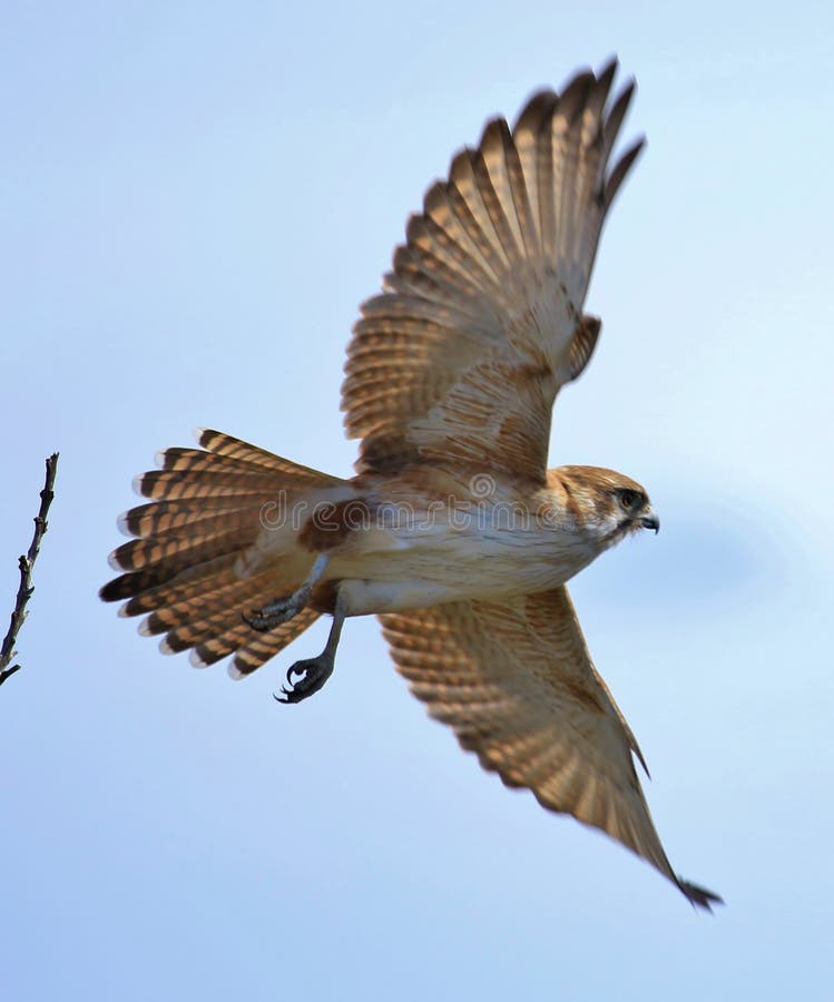 Brown Falcon in Australia stock photo. Image of colorful - 157239476