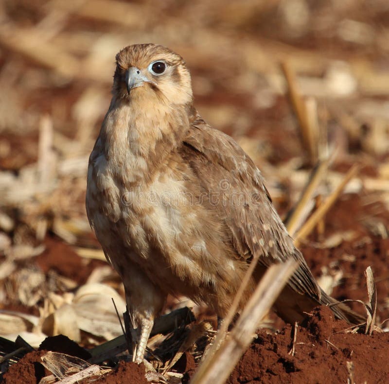 Brown Falcon in Australia stock image. Image of avian - 157239479