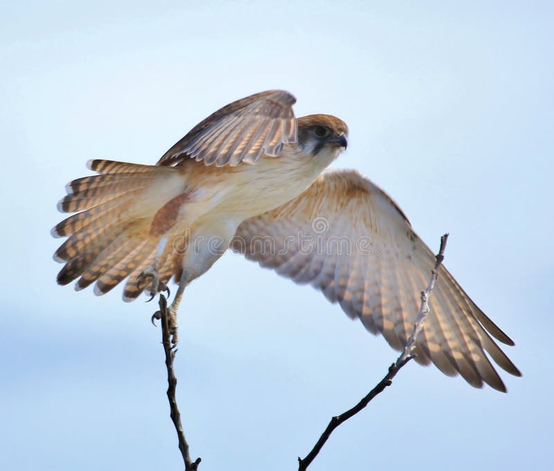Brown Falcon in Australia stock image. Image of berigora - 157239485