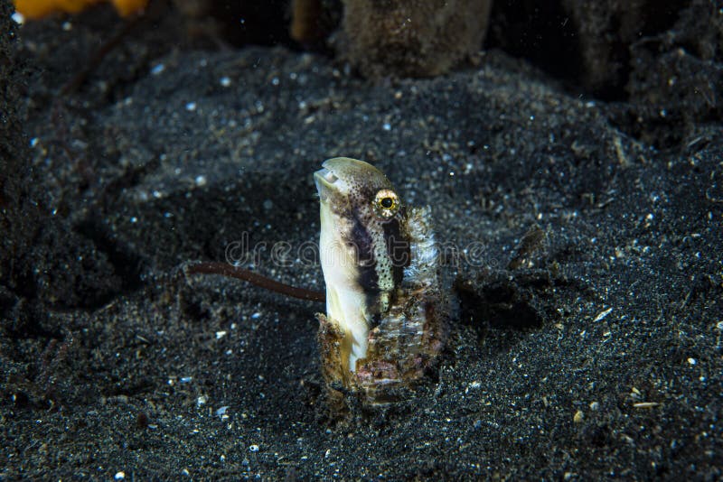 Variable Sabretooth Blenny Petroscirtes Variabilis Stock Image - Image ...