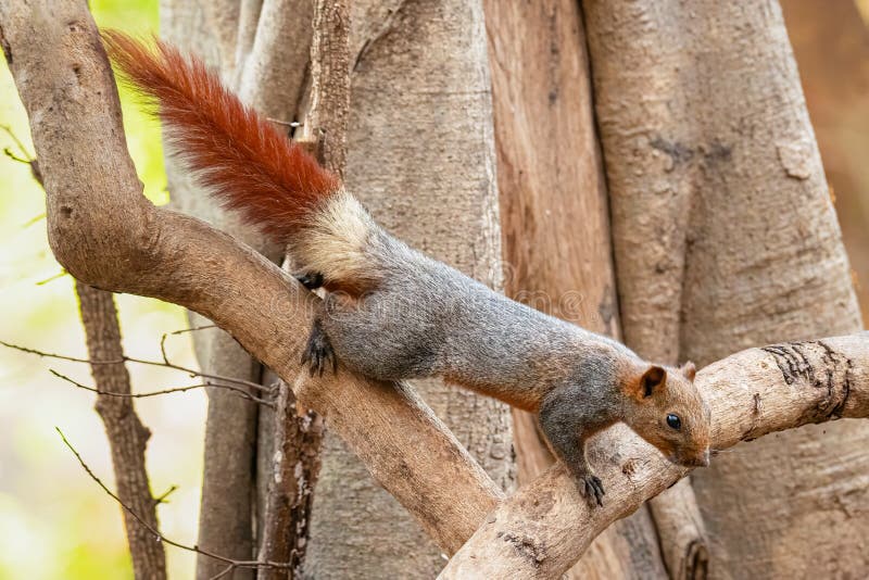 Variable Squirrel or Finlayson`s Squirrel or Callosciurus Finlaysonii ...