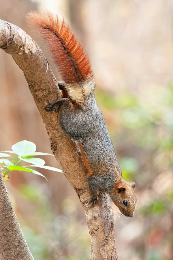 Variable Squirrel Or Finlayson`s Squirrel Or Callosciurus Finlaysonii ...
