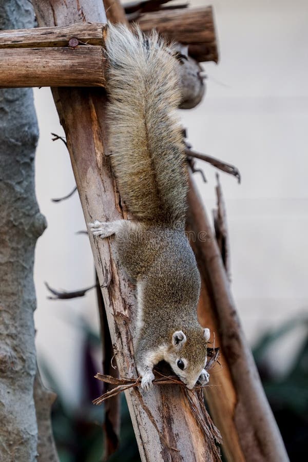 Variable Squirrel with White Belly Coming Down on Wood Stock Image ...
