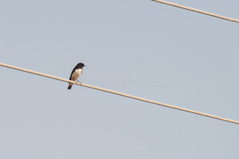 Variable Wheatear on Electric Wire Stock Photo - Image of baluchistan ...