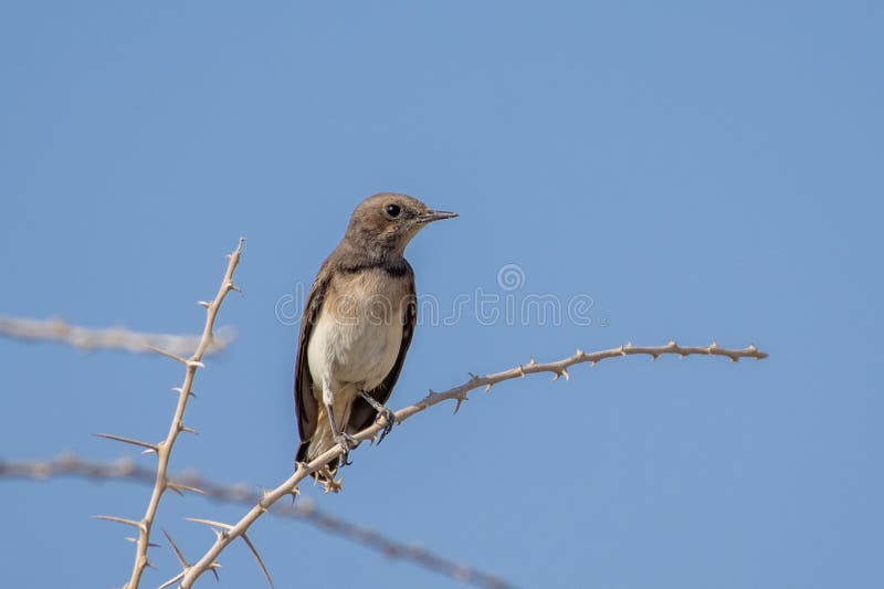 Variable Wheatear (Oenanthe Picata) in the Branches Stock Photo - Image ...