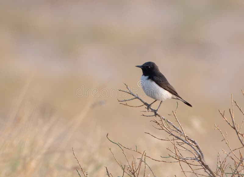 Variable Wheatear or Oenanthe Picata at Desert National Park in ...