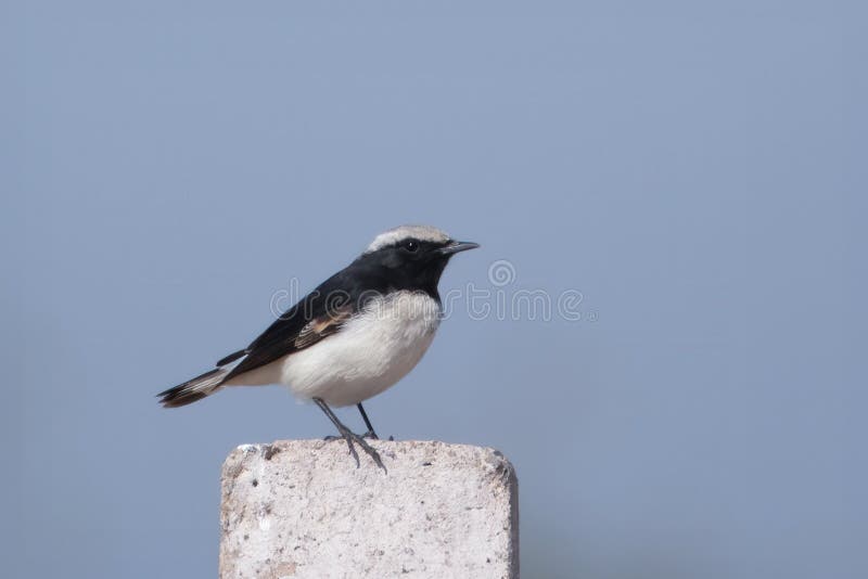 Variable Wheatear or Oenanthe Picata at Jorbeer Carcass Dump in ...