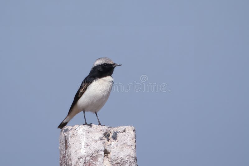 Variable Wheatear Oenanthe Picata Jorbeer Carcass Dump Rajasthan India ...