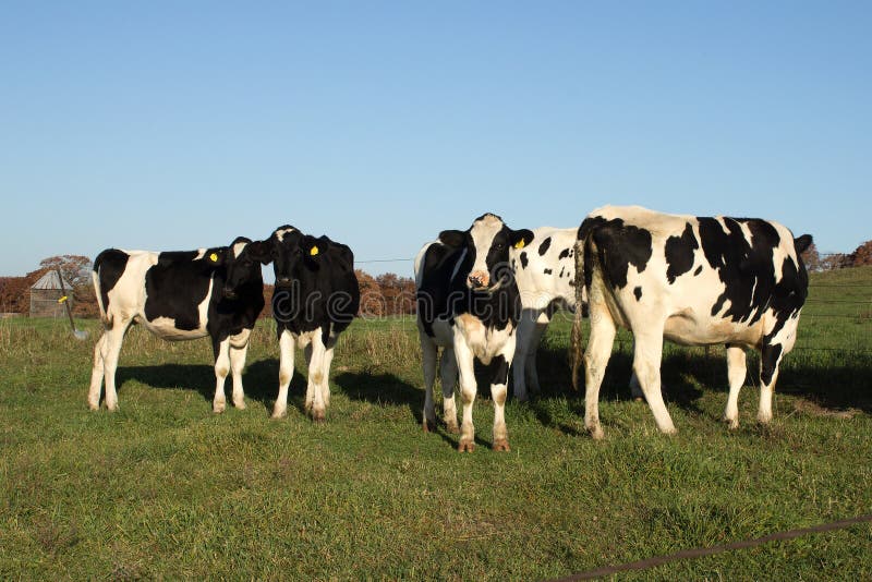 Vacas de Holstein imagen de archivo. Imagen de ubre, heno - 20896327