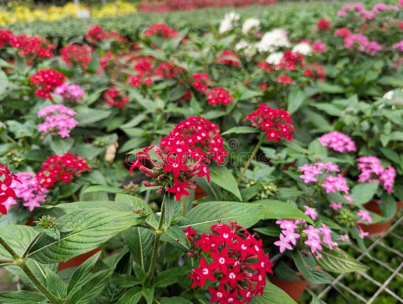 Flowers and Plants. Variation of Colors of Pentas Lanceolata Egyptian ...