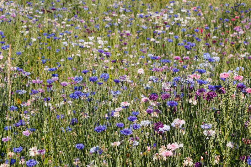 Variations Flowers in a Field Stock Photo - Image of outdoor, purple ...