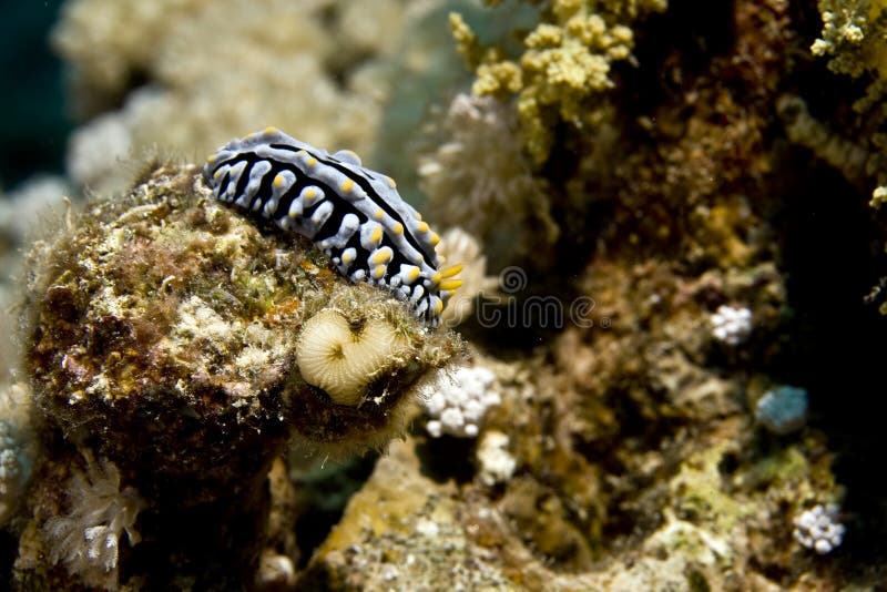 Varicose Wart Slug (phyllidia Varicosa) Stock Photo - Image of nature ...