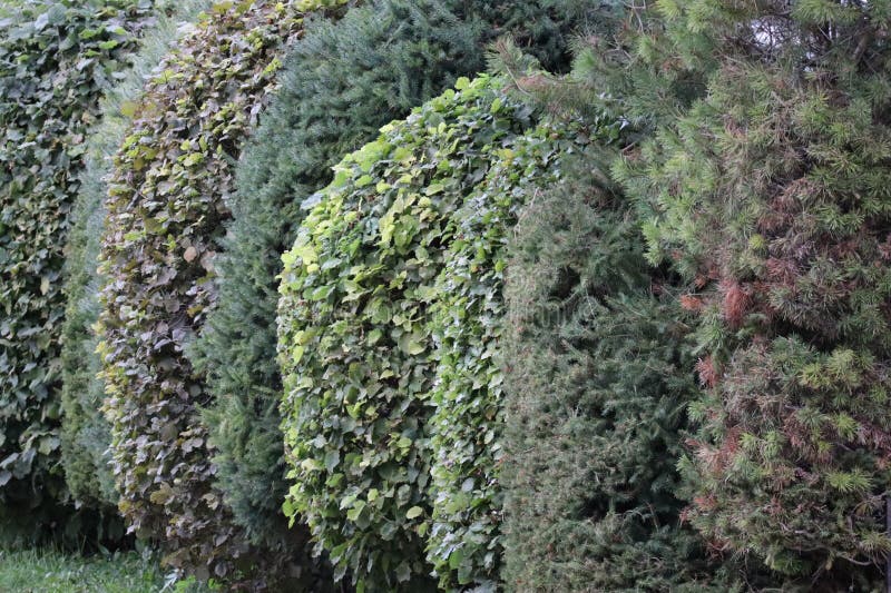 Varied Hedge stock image. Image of green, round, heights - 257907829
