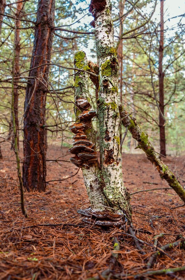 A Varied Landscape with Different and Interesting Objects and ...