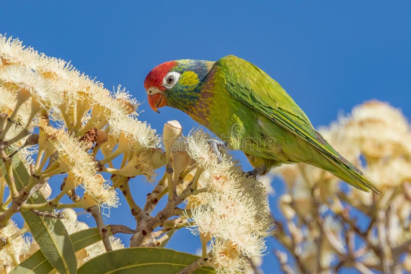 Varied Lorikeet in Queensland Australia Stock Photo - Image of outdoor ...