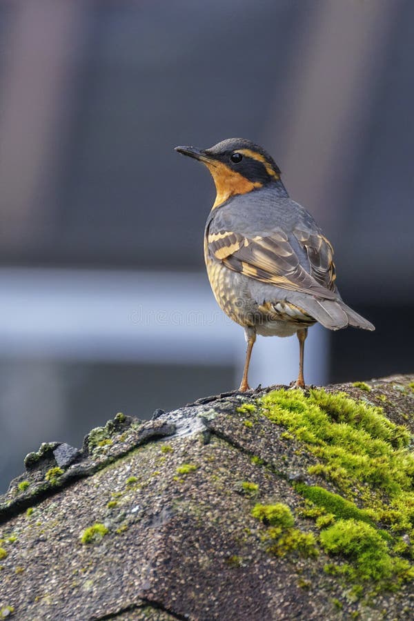 Varied Thrush bird stock image. Image of british, wildlife - 268888625