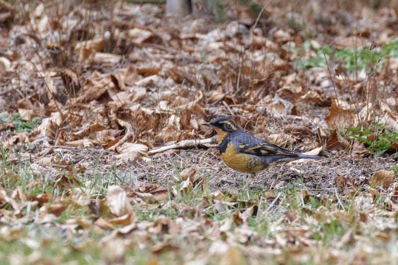 Varied Thrush bird stock photo. Image of nature, vancouver - 272916842