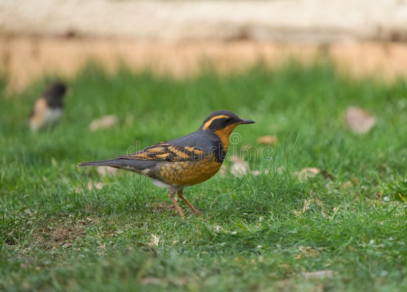 Varied Thrush Feeding Ground Stock Photos - Free & Royalty-Free Stock ...