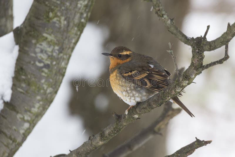 Varied Thrush Female stock photo. Image of vancouver - 169944232