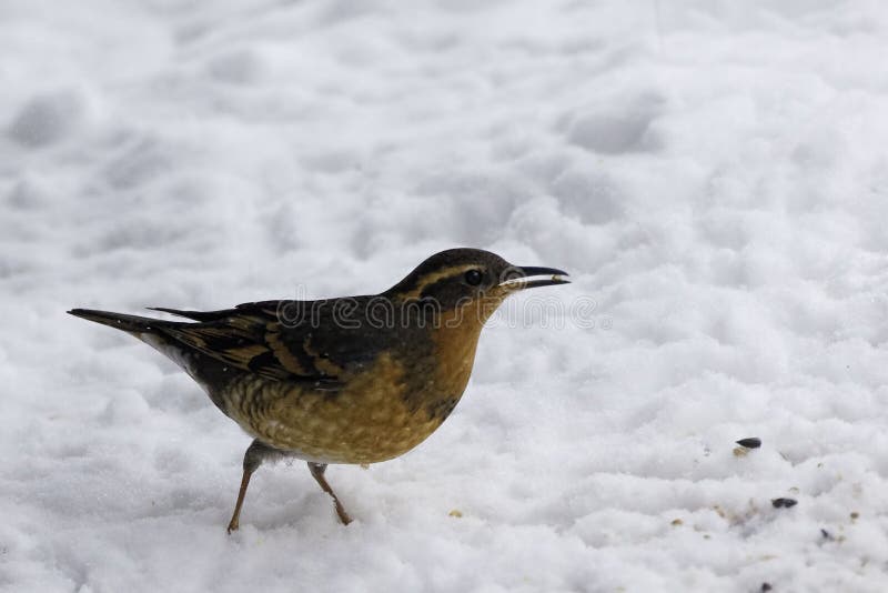 Varied Thrush, Ixoreus Naevius, Feeding in the Snow Stock Photo - Image ...