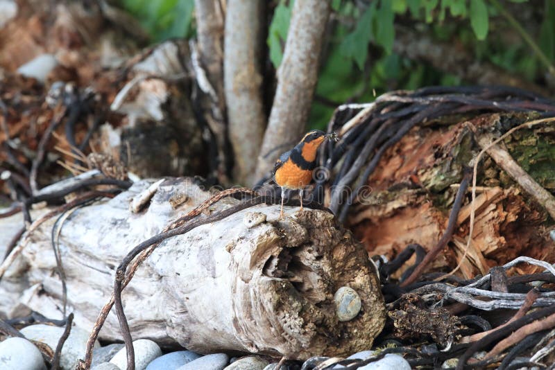 Varied Thrush (Ixoreus Naevius) Vancouver Island Canada Stock Photo ...
