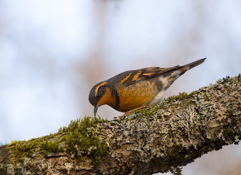 Varied Thrush Resting in Forest Stock Image - Image of breeding, duller ...