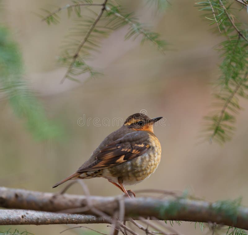 Varied Thrush Resting in Forest Stock Photo - Image of markings ...