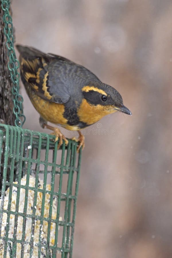 Varied Thrush on suet cage stock photo. Image of brown - 272011420