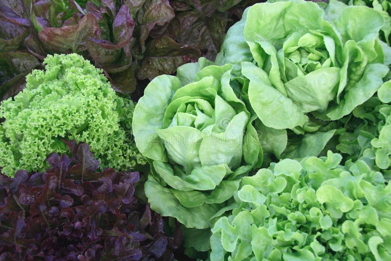 Variedad De Lechugas Orgánicas Imagen de archivo - Imagen de lechuga ...