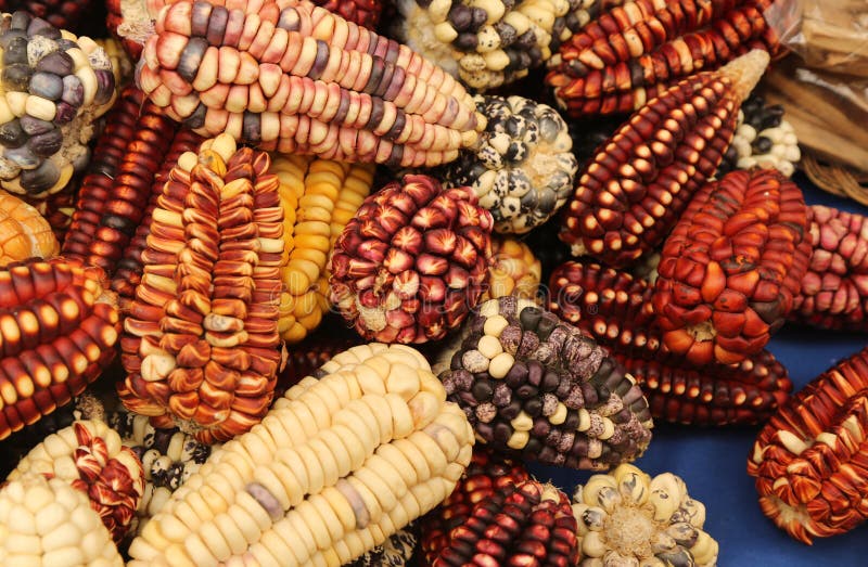 Variedad Multicolora De Las Mazorcas De Maíz En Perú Foto de archivo ...