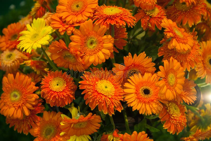 A Variedade Da Margarida Colorida E Tem Cores Bonitas Foto de Stock ...