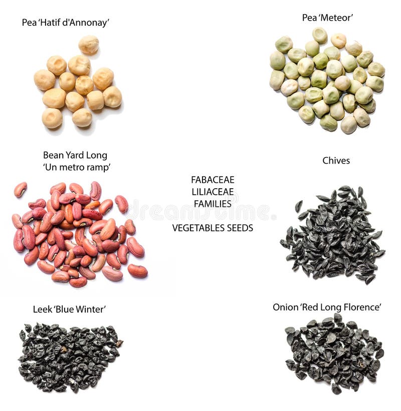 Variedades De Las Semillas De Las Verduras Foto de archivo - Imagen de ...