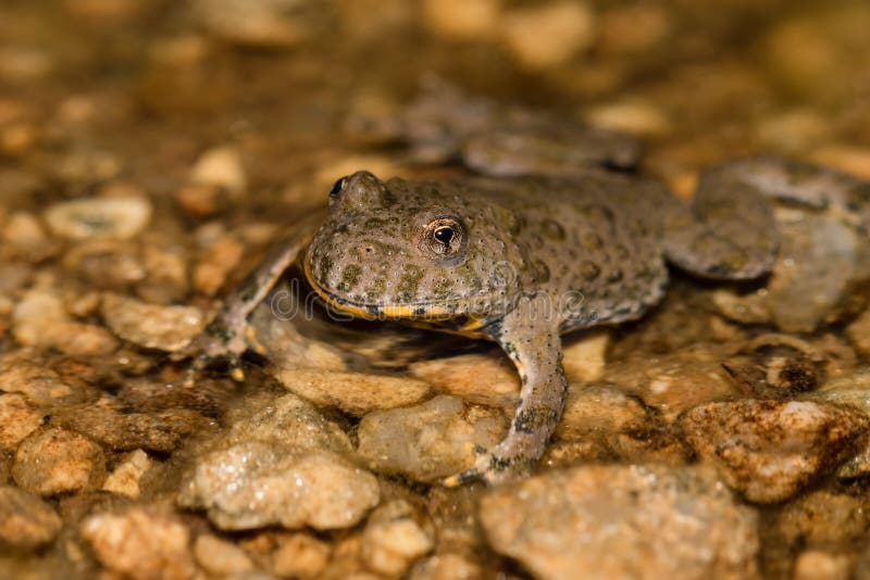 Variegata Amarelo-inchado Do Bombina Do Sapo Imagem de Stock - Imagem ...