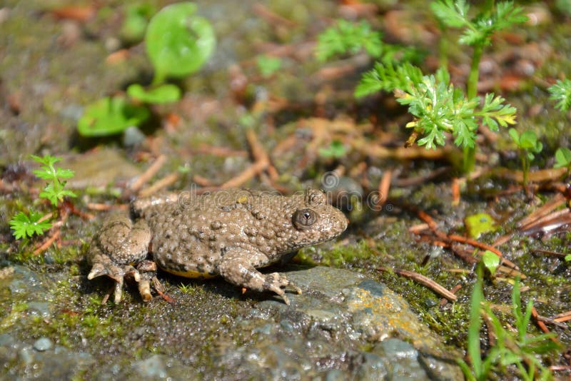 Sapo hinchado amarillo imagen de archivo. Imagen de anaranjado - 114587479